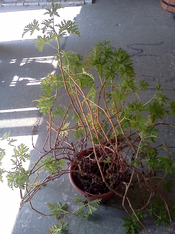 How to Make a New Plant :: Building Moxie