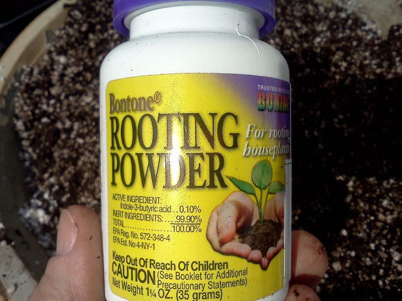 How to Make a New Plant :: Building Moxie